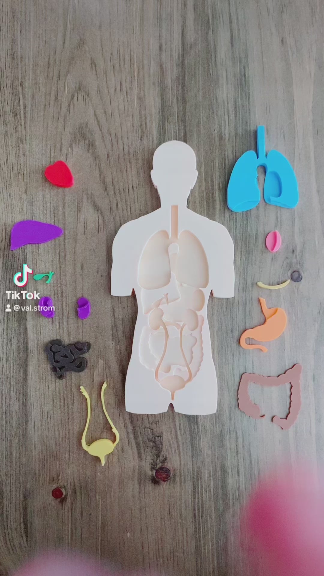 Casse-tête : Les organes du corps humain – creations.vr